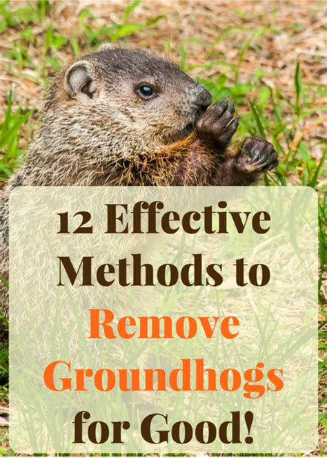 Groundhog Pest Control Home Depot Pest Control