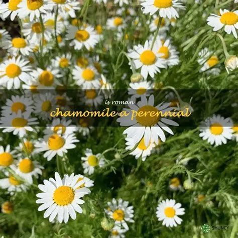 Perennial Or Annual Discovering The Truth About Roman Chamomile Plant