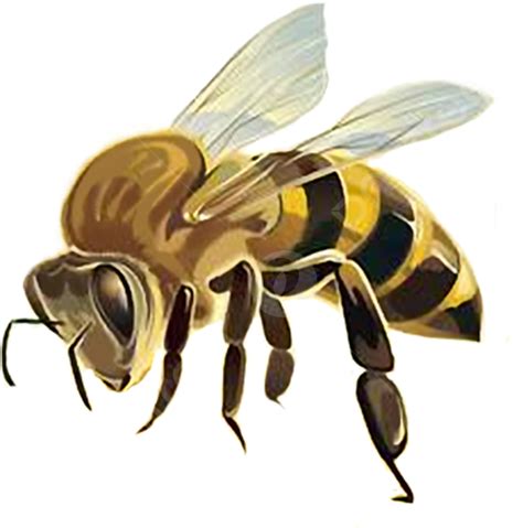 รูปผึ้ง Png Insect วัสดุผึ้ง Png องค์ประกอบผึ้ง Png ภาพ Png สำหรับ