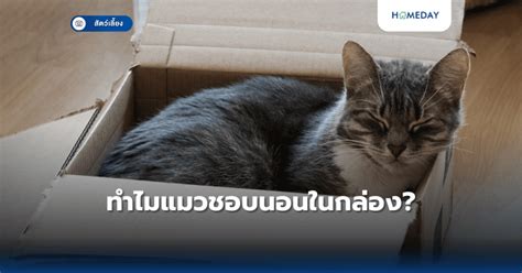 ทำไมแมวชอบนอนในกล่อง Your Lifestyle Your Home