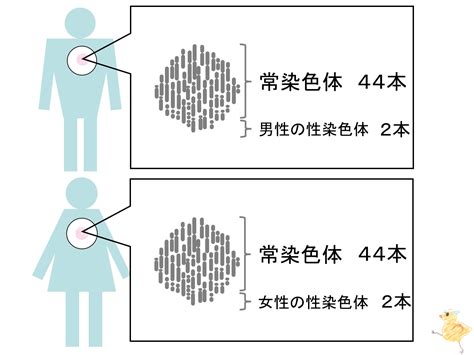 Htmloutputlevel7 202403遺伝／遺伝子と染色体の基礎（7級）概論遺伝イントロダクション染色体の数 一歩一歩