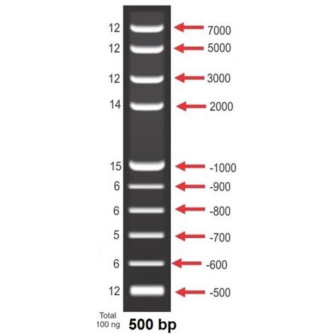 500 Bp Dna Ladder Ayonex Labs