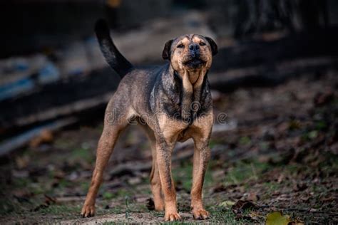 Perro Listo Para Atacar Foto De Archivo Imagen De Lucha 103102858