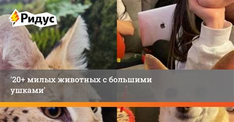20 милых животных с большими ушами