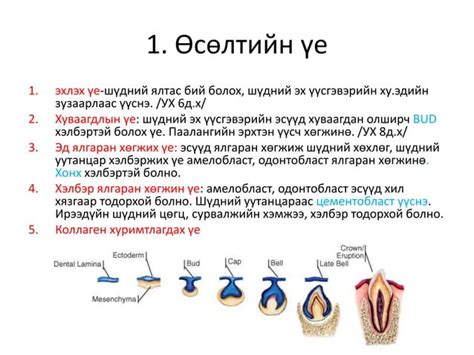 шүдний өсөлт хөгжил Ppt