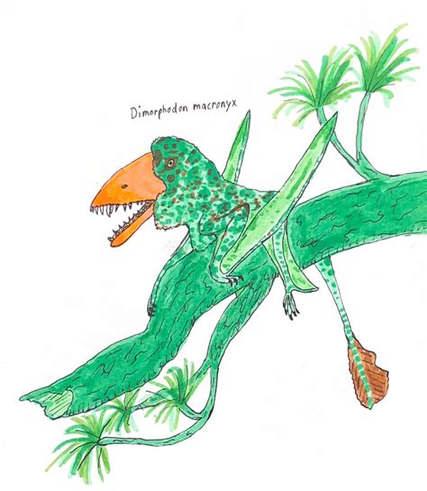 Dimorphodon Macronyx By Theantiazdarcho On Deviantart