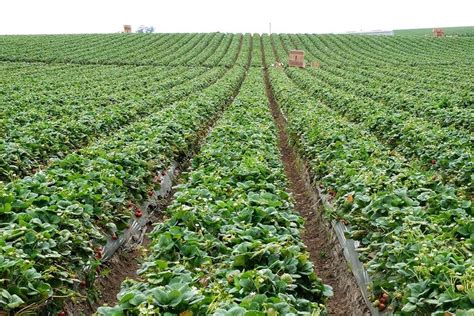 California Strawberry Field 1024b California Strawberry Commission