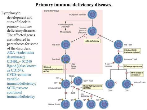 Immunodeficiency Ppt