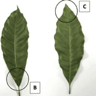 Leaf Morphology Of Abiu A Leaf Bases Acute B Leaf Bases Cuneate C Download Scientific
