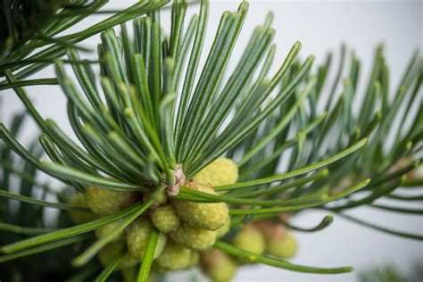 Пихта сибирская (Abies sibirica)