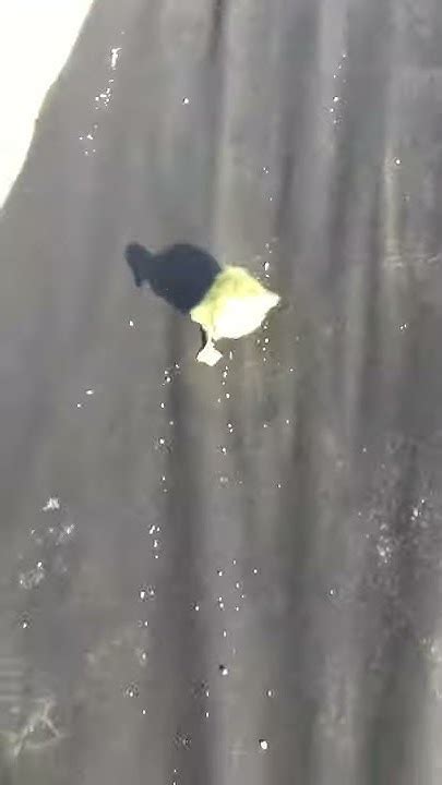 꼬마농장~아기거위가 달리기 선수 Youtube