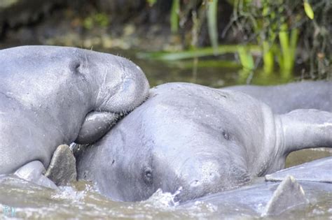 Mating Manatees Rbillhsomething