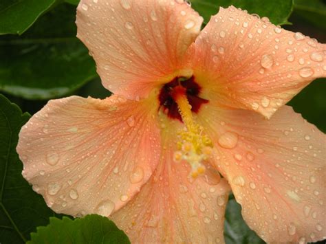 Flowers Of The Blue Planet Flores Del Planeta Azul