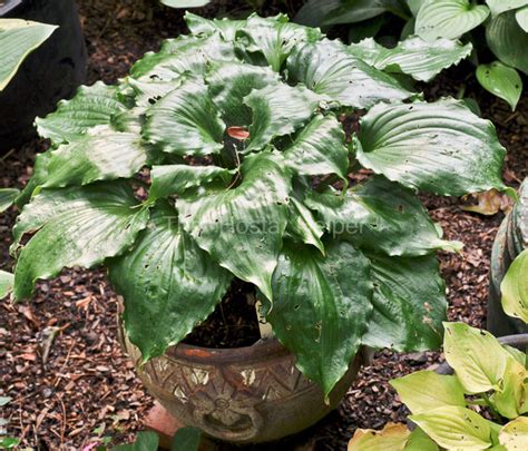 Hosta 'Candy Dish' from The Hosta Helper - Presented by PlantsGalore.Com
