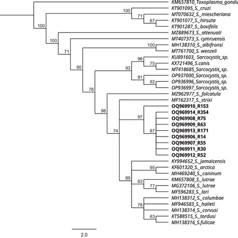 phylogenetic tree based on coxi sequences using the neighbor joining