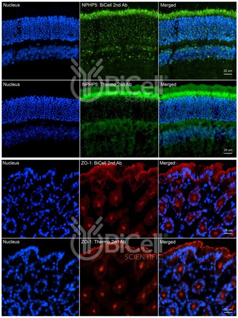 Preactivated Fluorophore And Enzyme Conjugation Kit Bicell Scientific®