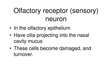 Ppt Some Behaviour Associated With Olfaction Two Olfactory Subsystems Main Vomeronasal