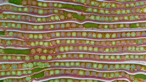 Microscopic View Of Tissue Layers Showcasing Vibrant Cellular Structures Premium Ai Generated