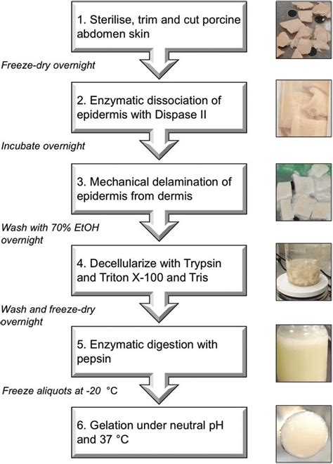 Overview Of The Porcine Skin Decellularized Ecm Protocol 1 Fresh