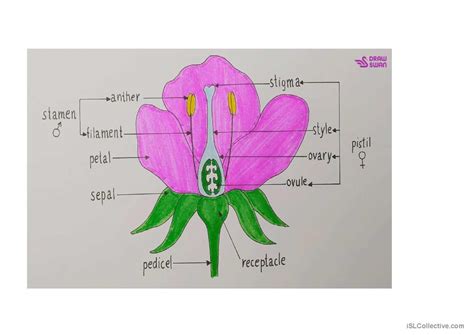 The Title Is Parts Of A Flower Gene English Esl Powerpoints
