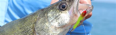 The Best Jig Colors For Walleye A Comprehensive Guide Fishusa