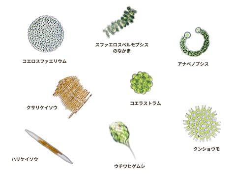 小さな「も」の世界 国立科学博物館 National Museum Of Nature And Sciencetokyo