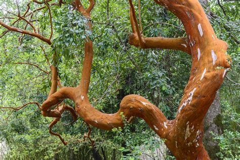 Arrayan Tree Stock Image Image Of Plant Bark Flora 10283707