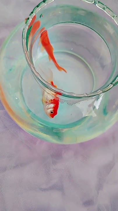 ماهی مرده Youtube