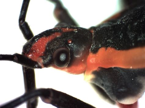 The Beak Of A Bug Bugs In Our Backyard