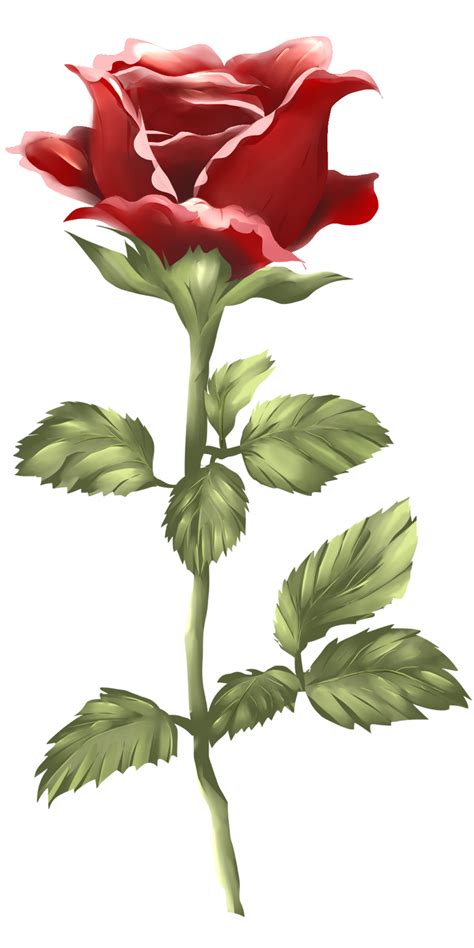 Single Red Rose Png