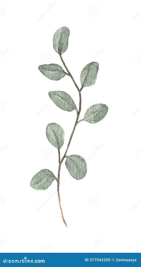 Beautiful Clip Art Stock Illustration With Hand Drawn Watercolor Branch