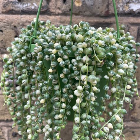 Senecio Variegated String Of Pearls Garden Express