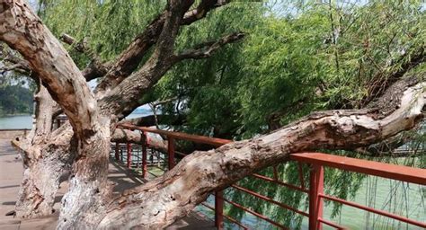 景點圖集雲南昆明 海埂公園 每日頭條