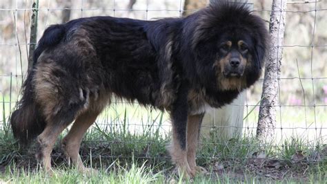 Una Corte Ordenó Cortar Las Cuerdas Vocales De Perros Por Las Quejas De
