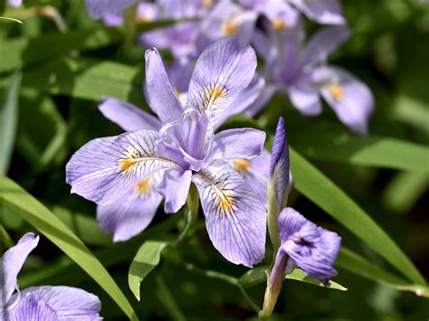 ヒメシャガ ー杜の都の山野草