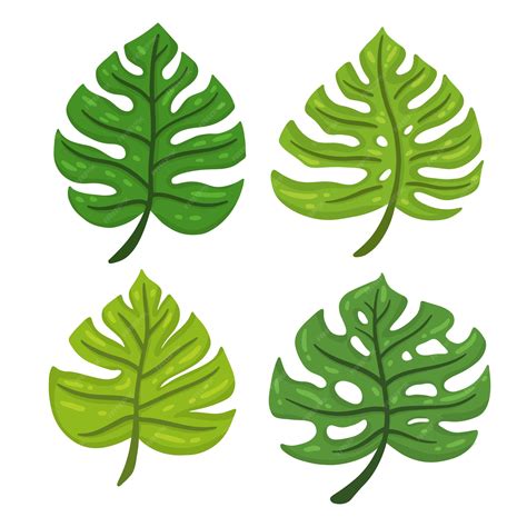 Premium Vector Cartoon Set Of Tropical Leaves Monstera