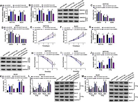 mir 671 5p inhibition suppressed crc cell proliferation and enhanced