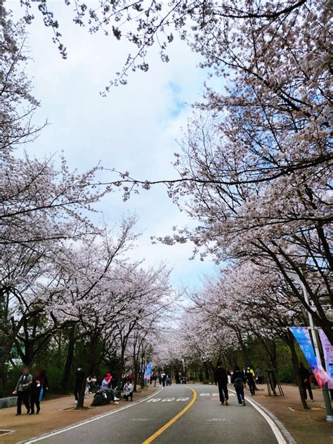 인천 벚꽃명소 인천대공원 벚꽃축제 주말 가볼만한곳 지금 개화상태 주차팁 네이버 블로그