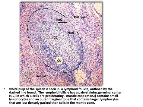 Structure And Function Of Spleen Pptx