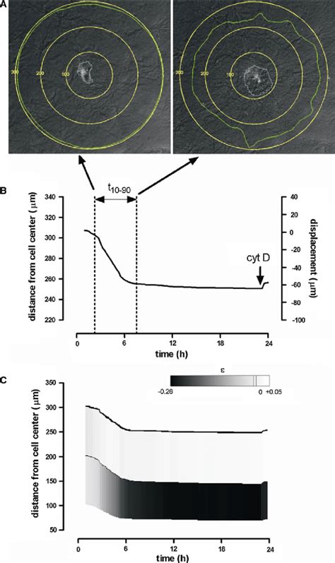 Typical Compaction Pattern By A Single Cell A Images Acquired After Download Scientific