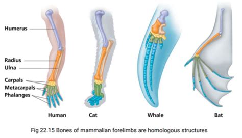 Biol 108 T4 Systematics 2 Flashcards Quizlet