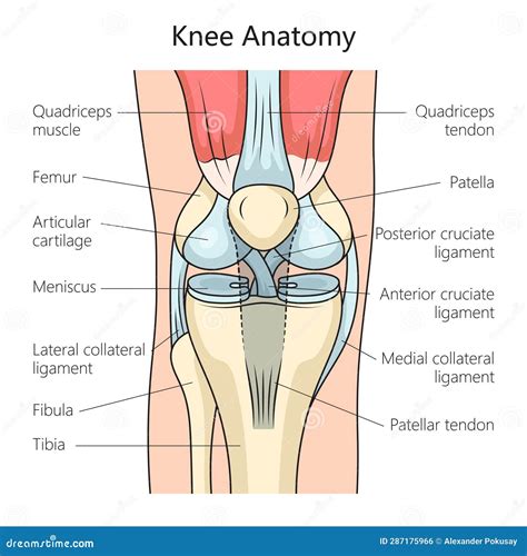 Anatomy Of Human Knee Joint Medical Science Stock Vector Illustration