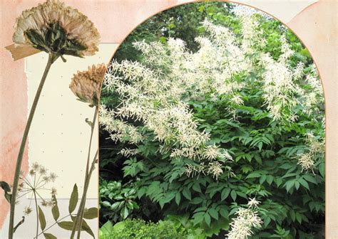 Aruncus Dioicus Seeds Collection Of Garden Seeds For Planting Brides