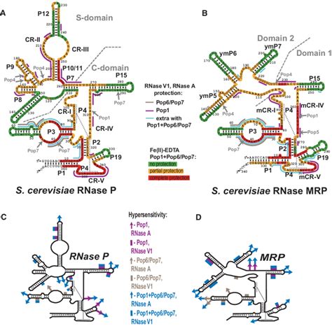 A Secondary Structure Of Saccharomyces Cerevisiae Rnase P Rna And