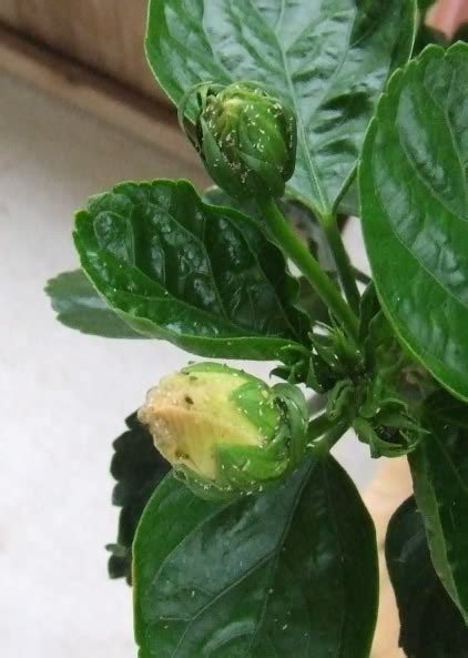 Whats Eating My Hibiscus