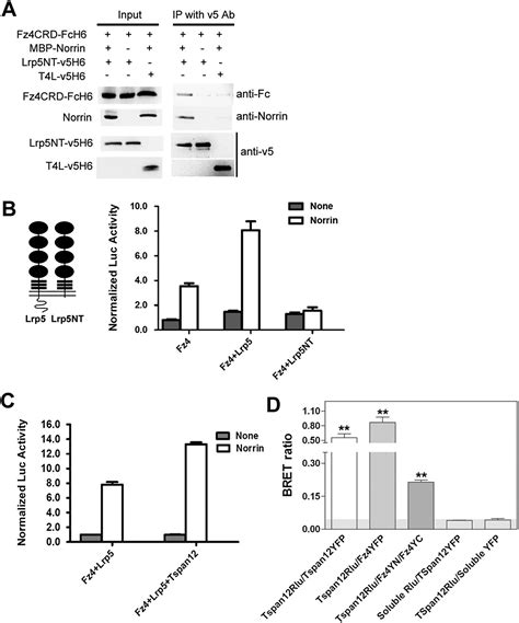 Structure And Function Of Norrin In Assembly And Activation Of A