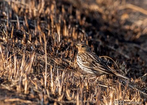 20220209 ムネアカタヒバリ 胸赤田雲雀 野鳥撮影記録