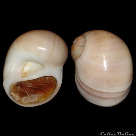Naticidae Polinices Hepaticus Röding 1798 Conchas Y Fósiles