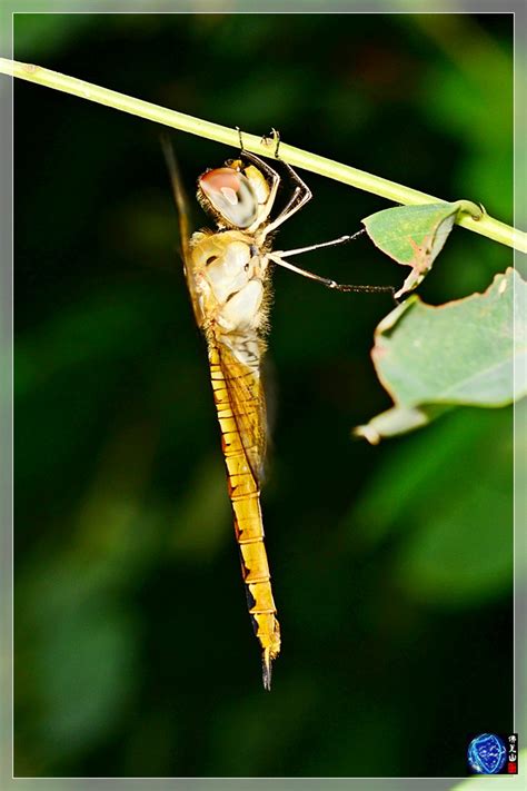 곤충 된장잠자리