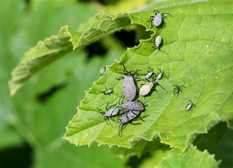Squash Bug Control Bugspray Com